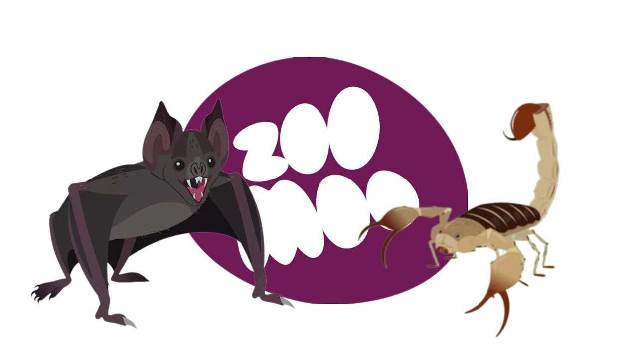 ZOOMOO SPECIALS | NIGHT CREATURES | - YouTube