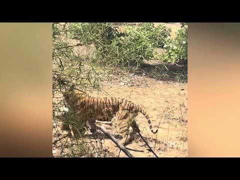 The Death (Tiger kills a bull in Bandhavgarh)