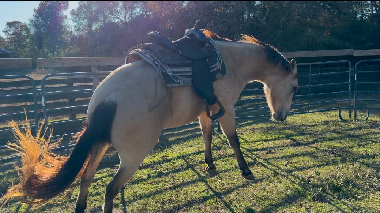 Dragon Riding Season - YouTube