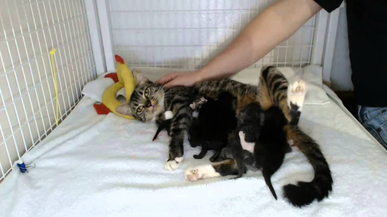 Springfield Kittens - Relocation and Return - YouTube