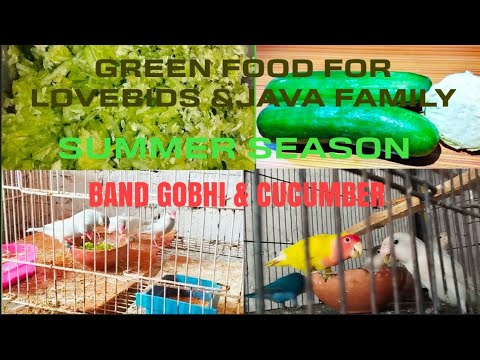 Greenfood For lovebirds & Java Family🦜Summer Season Best Green Vegetables [Band Gobhi & Cucumber ...