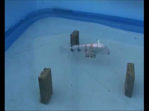Robofish: create your robot fish with Arduino - YouTube