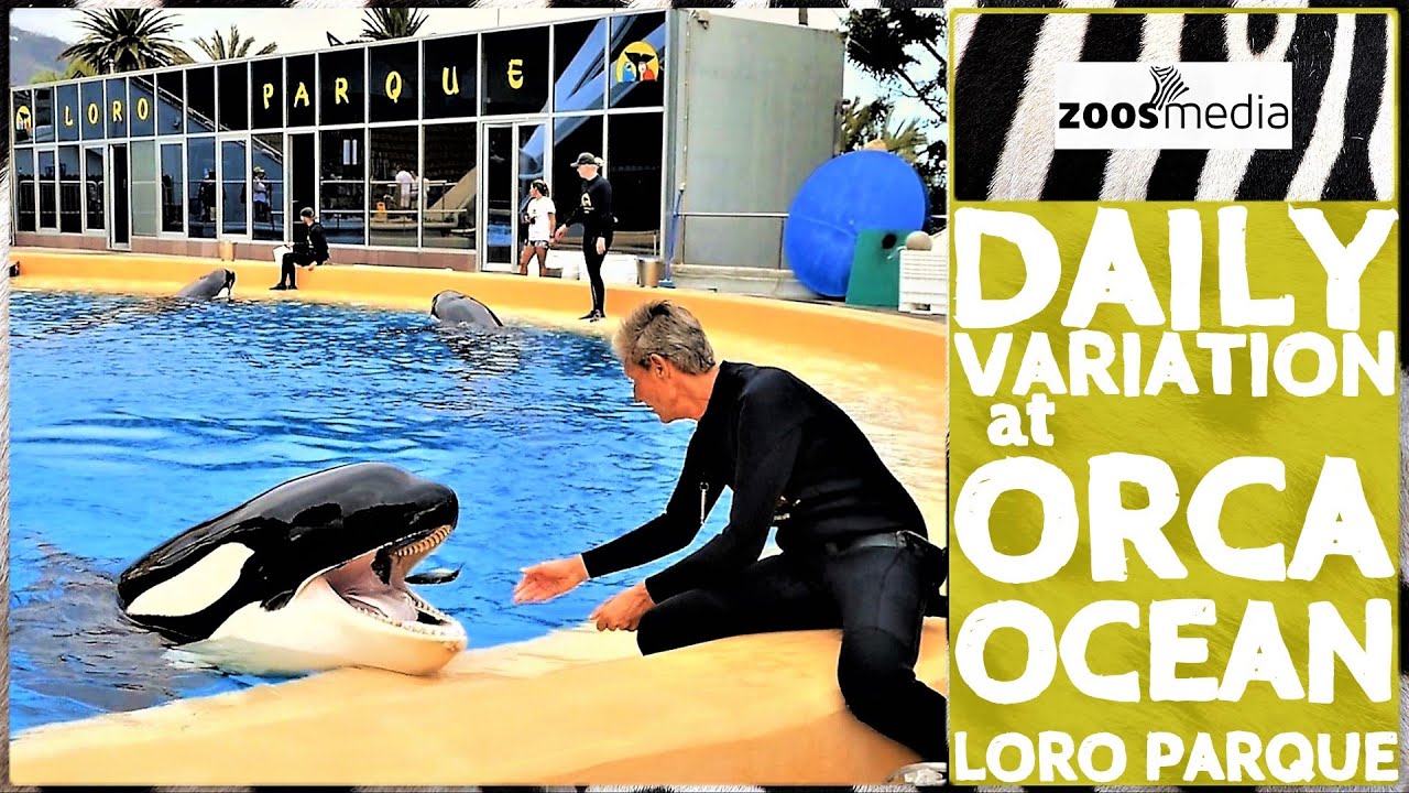 Loro Parque: Im ORCA OCEAN ist jeder Tag anders 👍 | zoos.media - YouTube