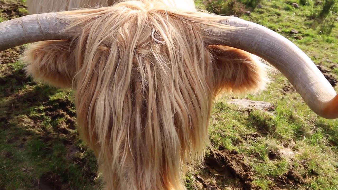 Scotland Isle of Skye Scottish cow / Ecosse Ile de Skye Vaches ...