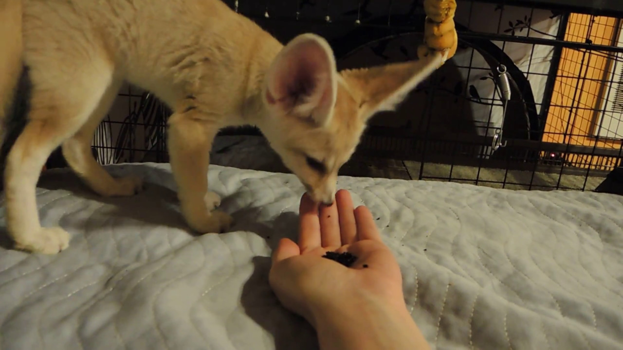 Fennec Fox Eats Ants - YouTube
