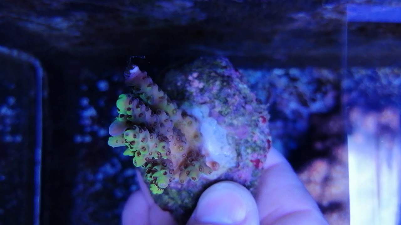 Acropora anthocercis yellow coral gandalf - YouTube