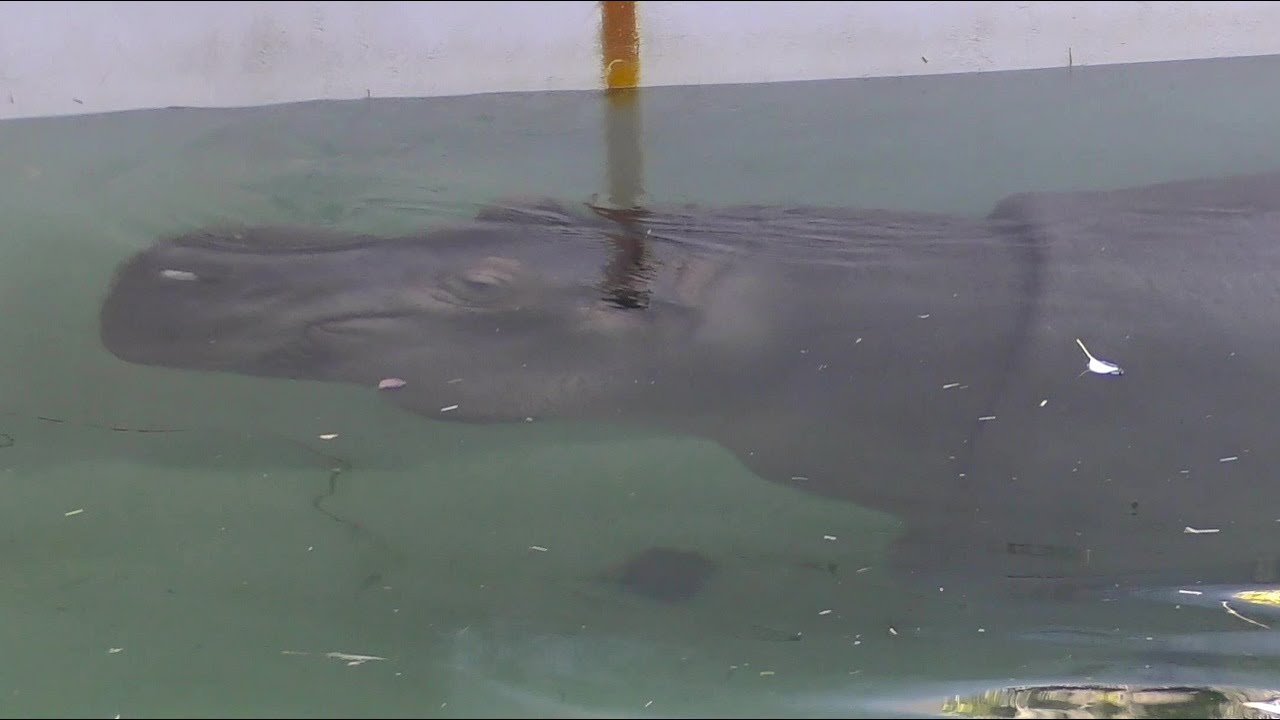 カバ,上野動物園,Hippopotamus,Ueno Zoo,Tokyo,Japan, - YouTube