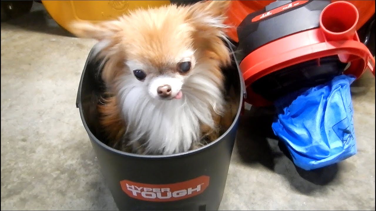 Hyper Tough 1.5 Gallon Wet Dry Vacuum 2 Peak Horse Power Model Number ...