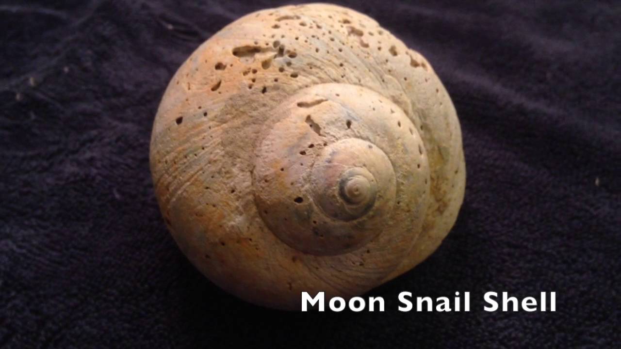 Ocean City NJ Sea Shells - YouTube