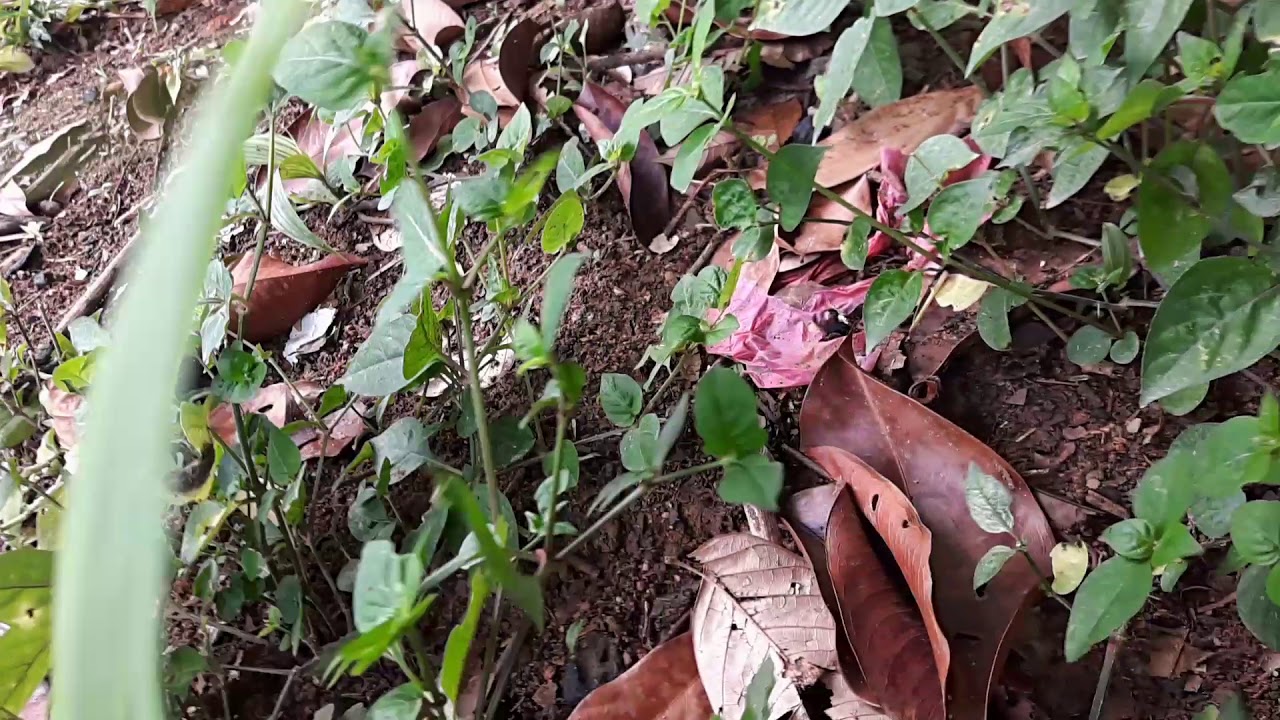 Cucurligo latifolia @ pokok lemba - YouTube