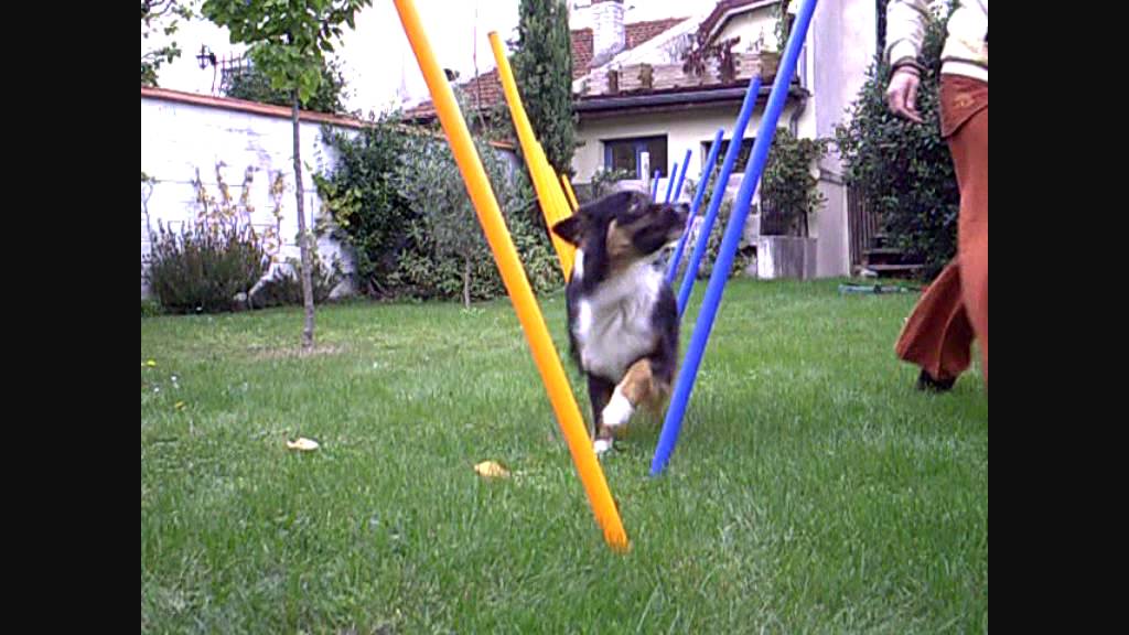 Agility : apprentissage du slalom - YouTube