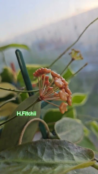 ароматная хойя Fitchii #flowers #хойя - YouTube