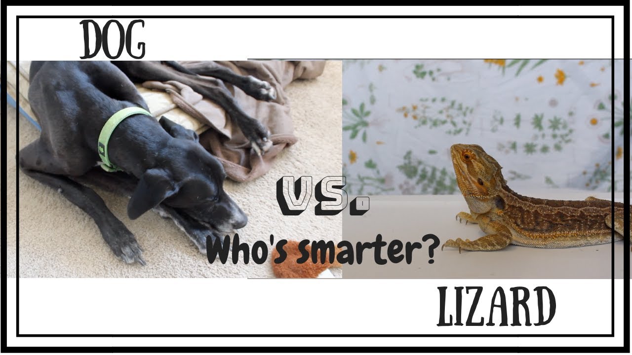 DOG VS LIZARD who's smarter? | WinslowThaDragon - YouTube