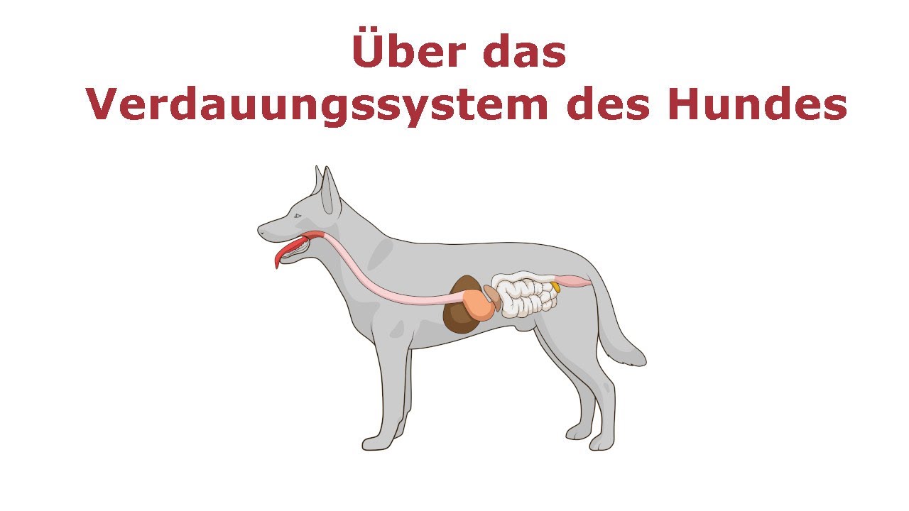 Über das Verdauungssystem des Hundes - YouTube