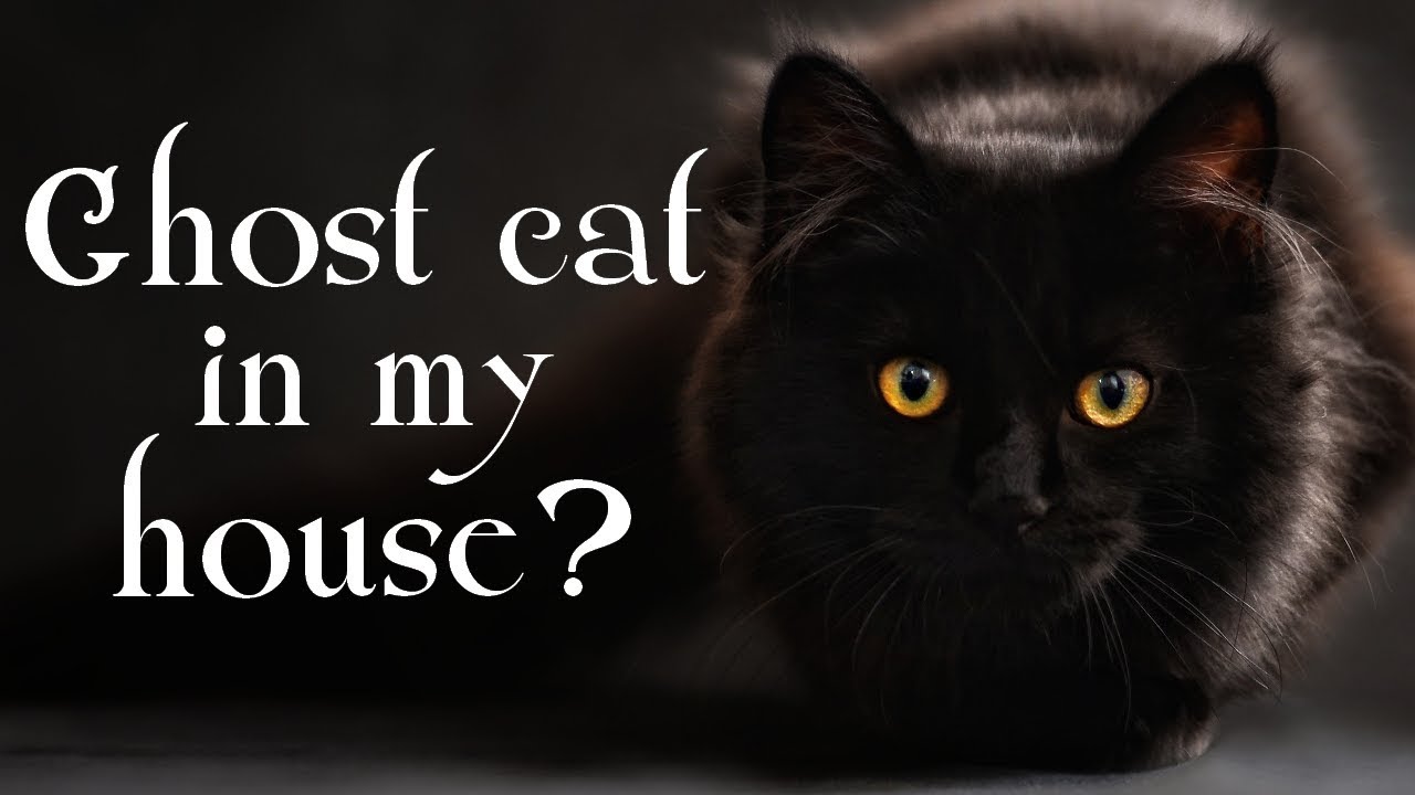 The Ghost Cat! | Storytime - YouTube