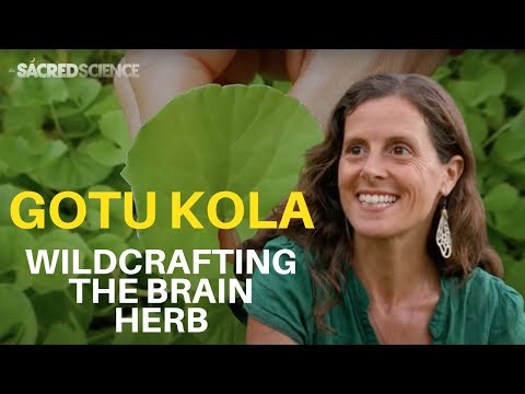 Gotu Kola | Wildcrafting The Brain Herb | Ayurvedic Food Medicine For Clarity + Focus