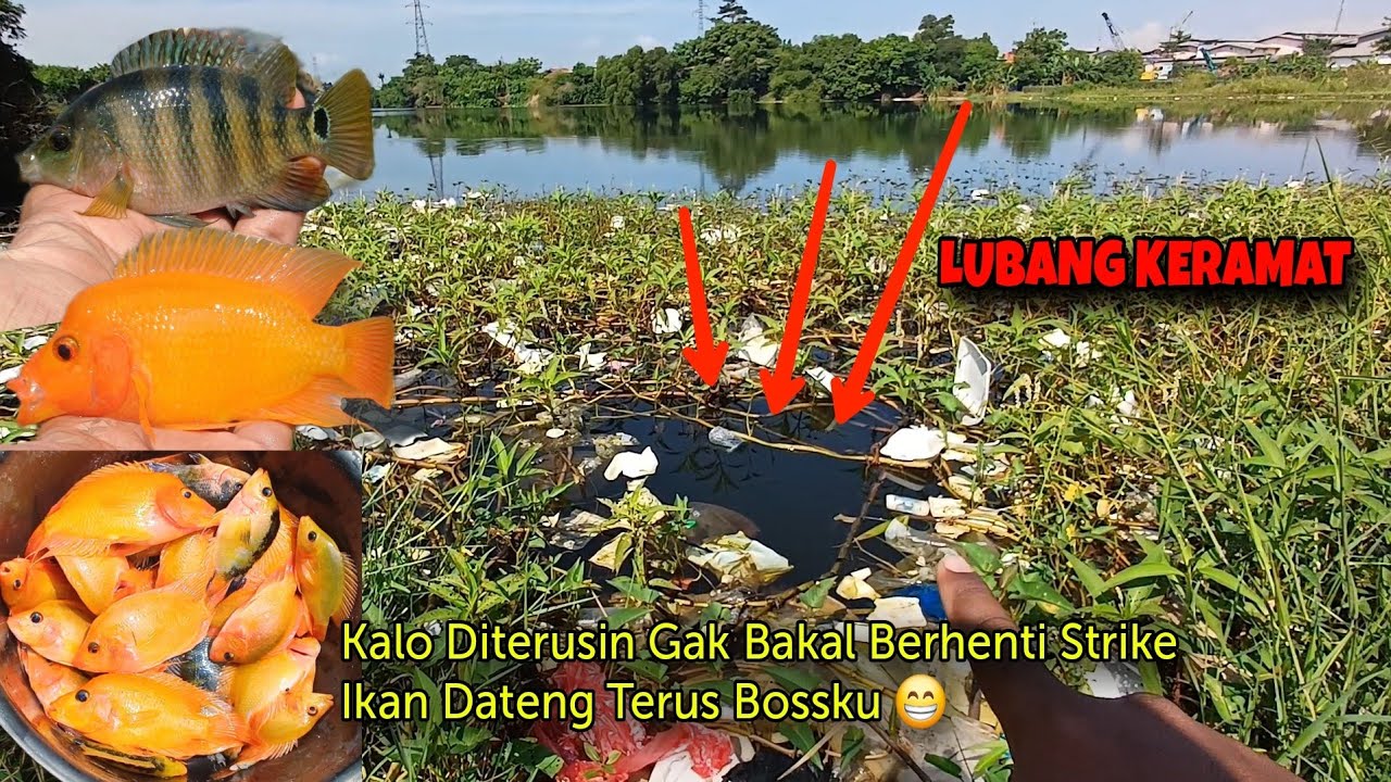 PENAMPAKAN SPOT GACOR DI DANAU KARAWANG• Mancing Ikan HAMA RED DEVIL di ...