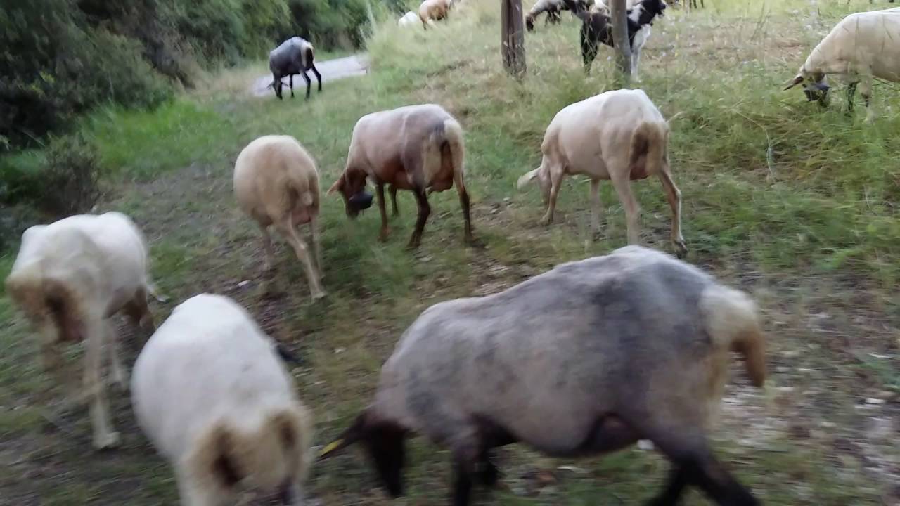 ΠΡΟΒΑΤΑ ΜΕΡΑΚΛΙΤΙΚΑ - YouTube