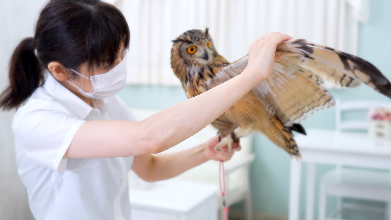 Owl care maintenance / feathers, soles, chest thickness, wing shaft ...