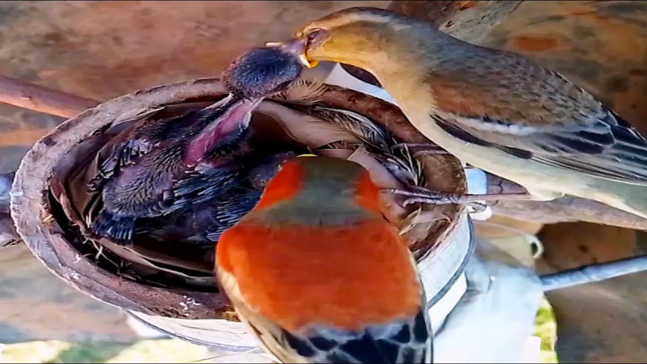 Baby House-sparrow bird bites mother for food#birds #birdsandanimals ...