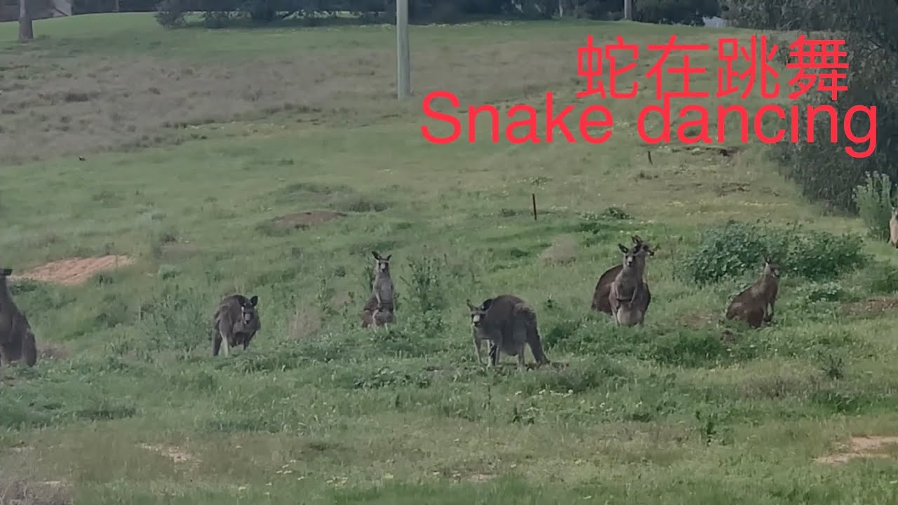 美丽天空白云朵朵袋鼠晒太阳张望两条蛇跳舞Beautiful sky white clouds kangaroos basking sun ...