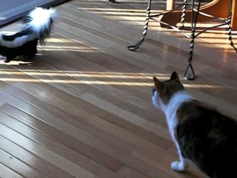 remote control skunk vs. kitty - YouTube