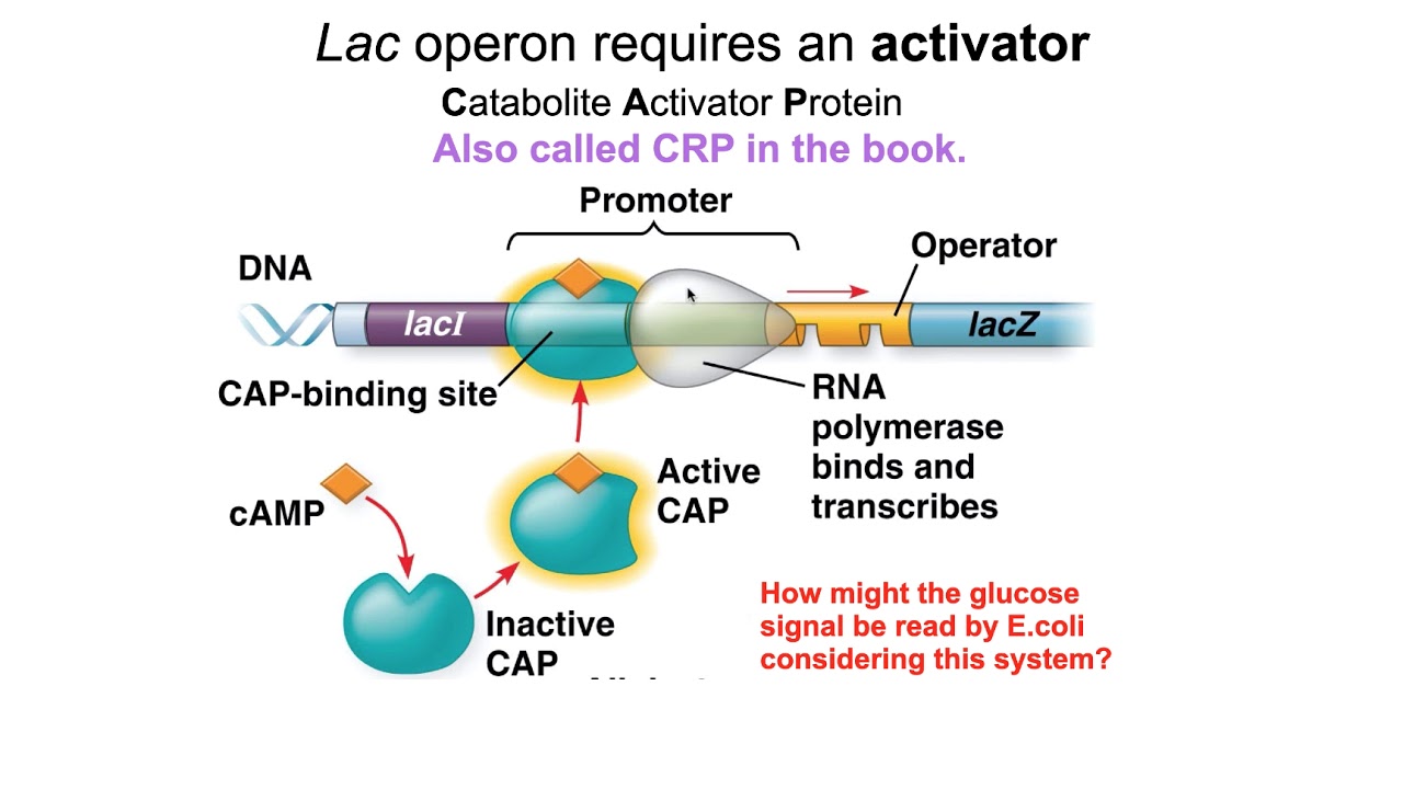 Lac Operon - YouTube