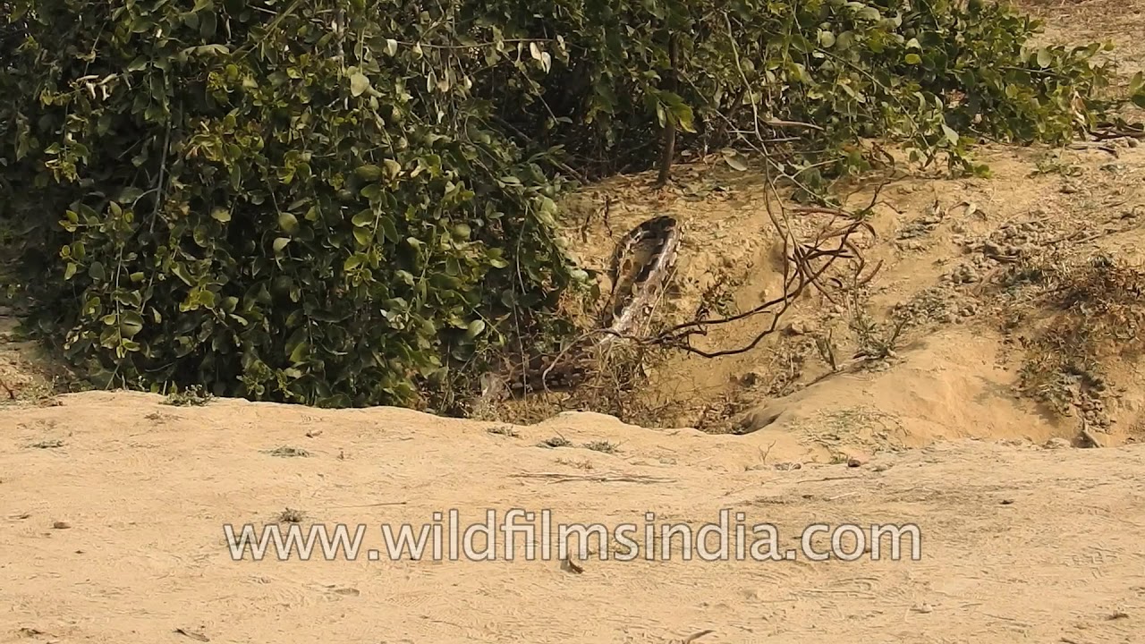 Python crawls into hole in Rajasthan desert landscape, among Salvadora ...