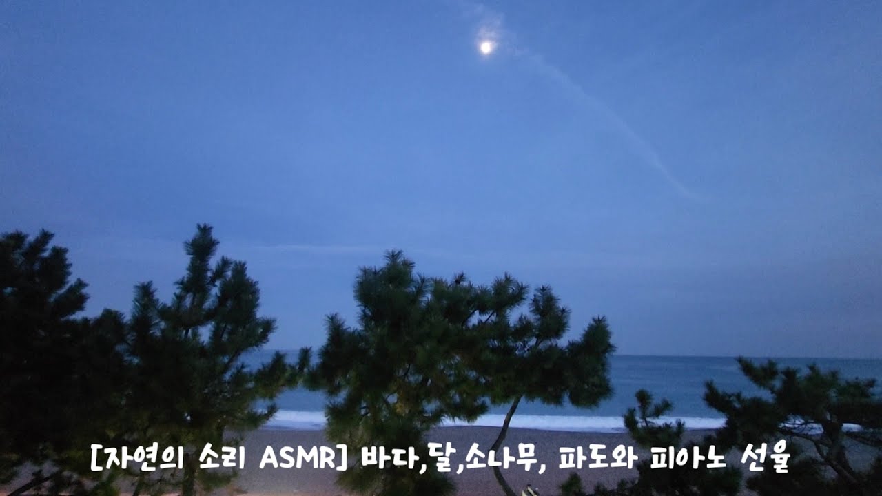 자연의 소리 Asmr 바다 달소나무 파도 소리와 아름다운 피아노 선율과 함께 힐링수면명상 Youtube