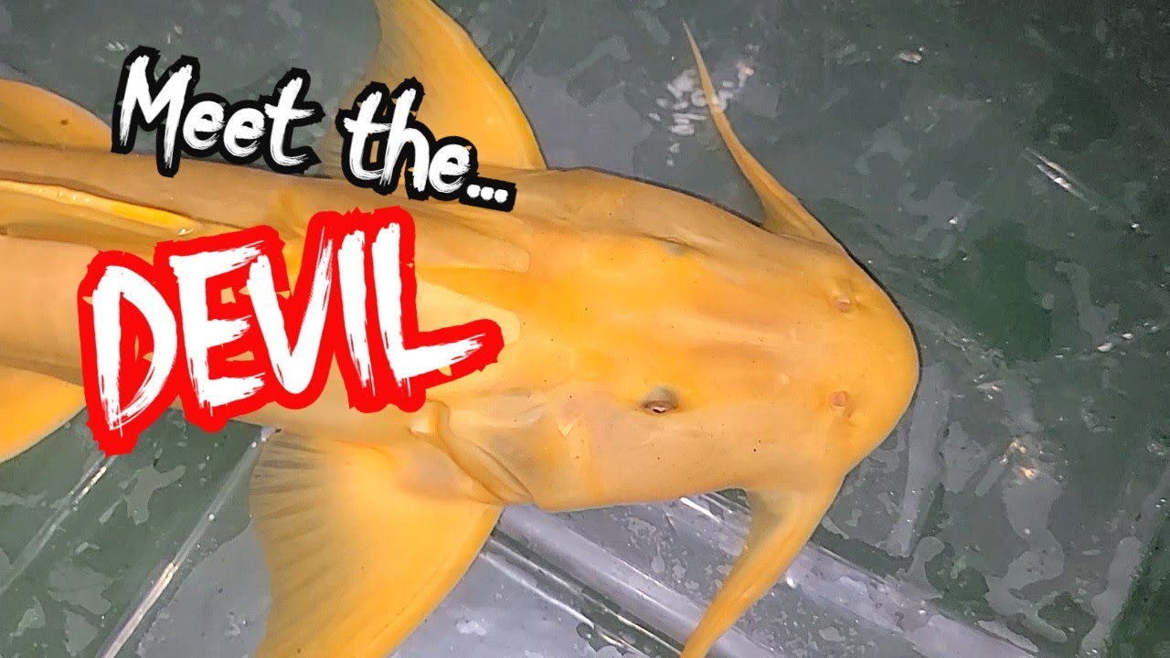 Halloween UNBOXING Part 2 - Meet The DEVIL - aka Goonch Catfish - YouTube
