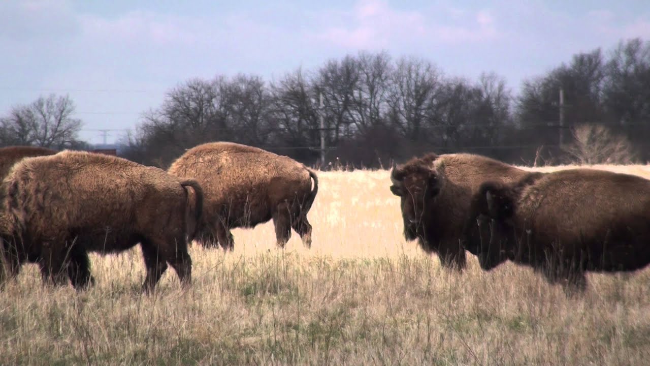 Bison at Midewin National Tallgrass Prairie - YouTube