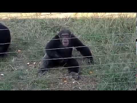 Chimp Eden in South Africa - story of Chimpanzee part - 2 - YouTube