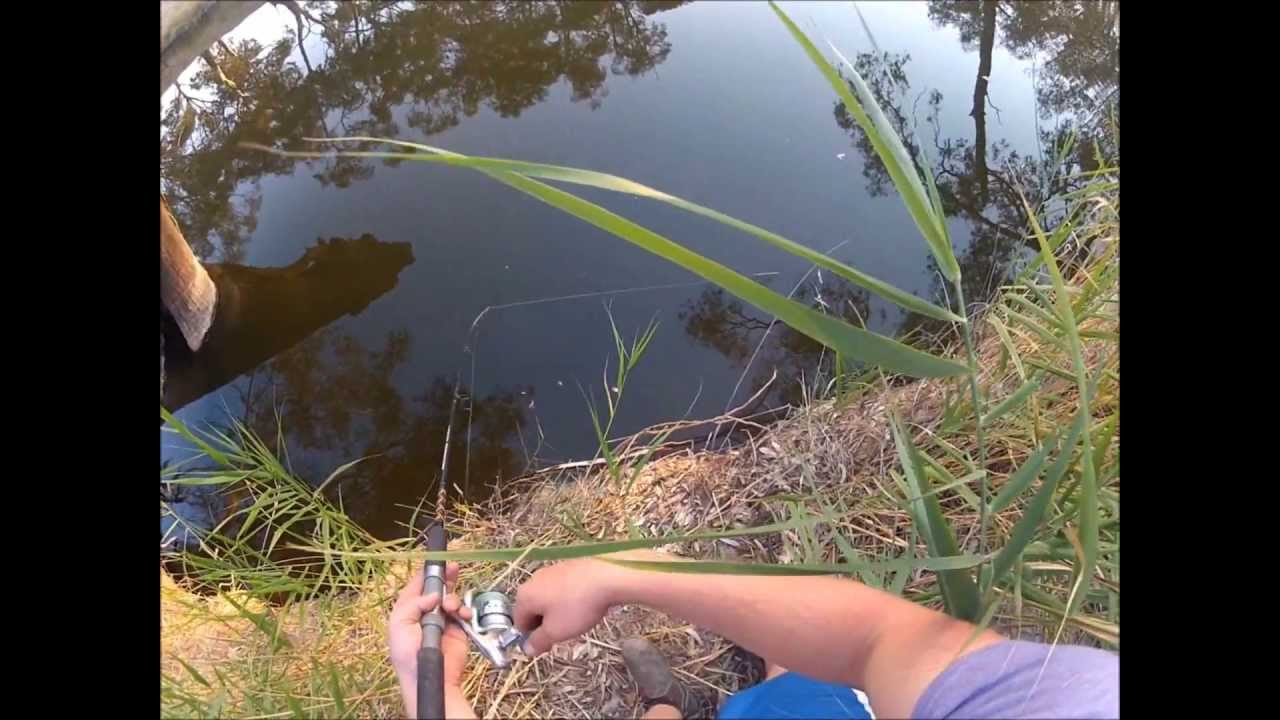 Murray Cod & Yellow Belly. - YouTube