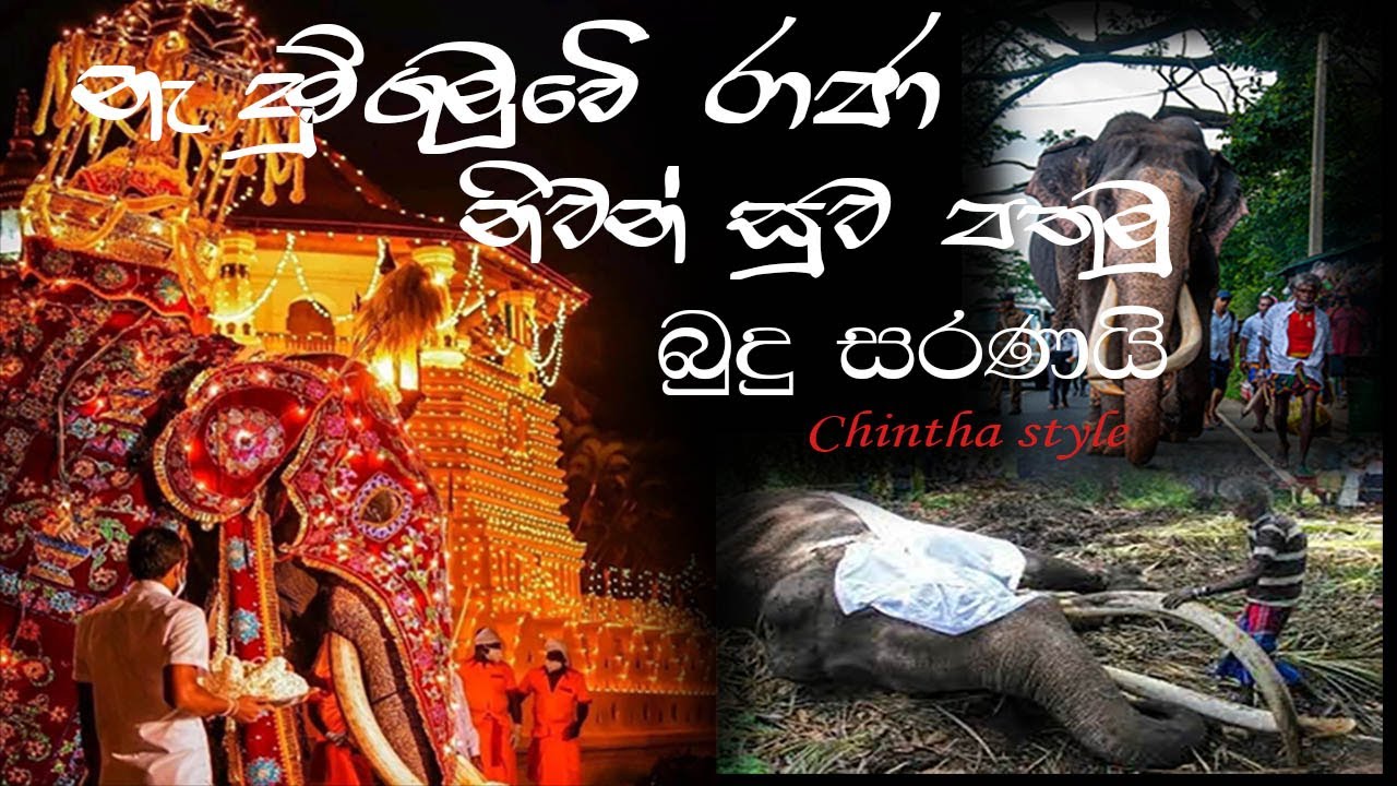 මුළු රටම හැඩවූ නැදුන්ගමුවේ රාජා හස්තියා #nadungamuweraja/ chintha style ...