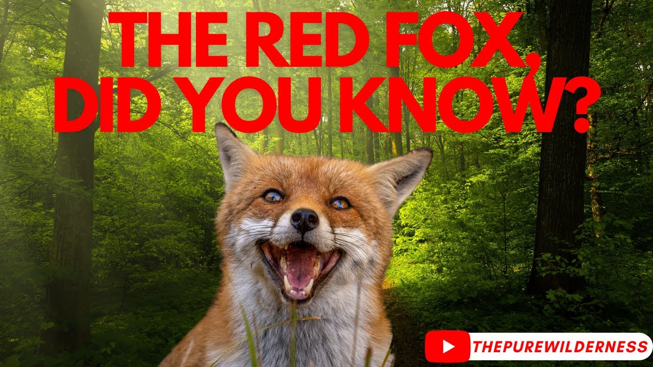 The Red Fox Incredibly Interesting Facts! HD - YouTube