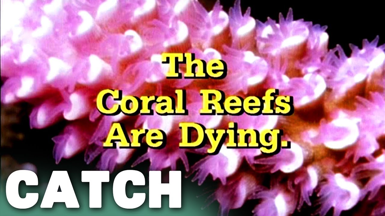 Ben Cropp's Urgent Warning: The Plight of Coral Reefs | Catch - YouTube