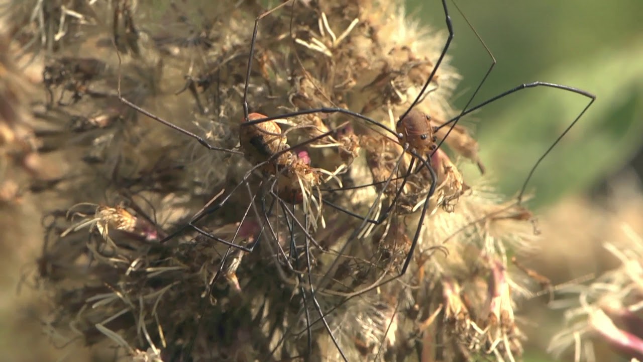 Two male harvestmen (Leiobunum rotundum) fighting over a mate, Bristol ...