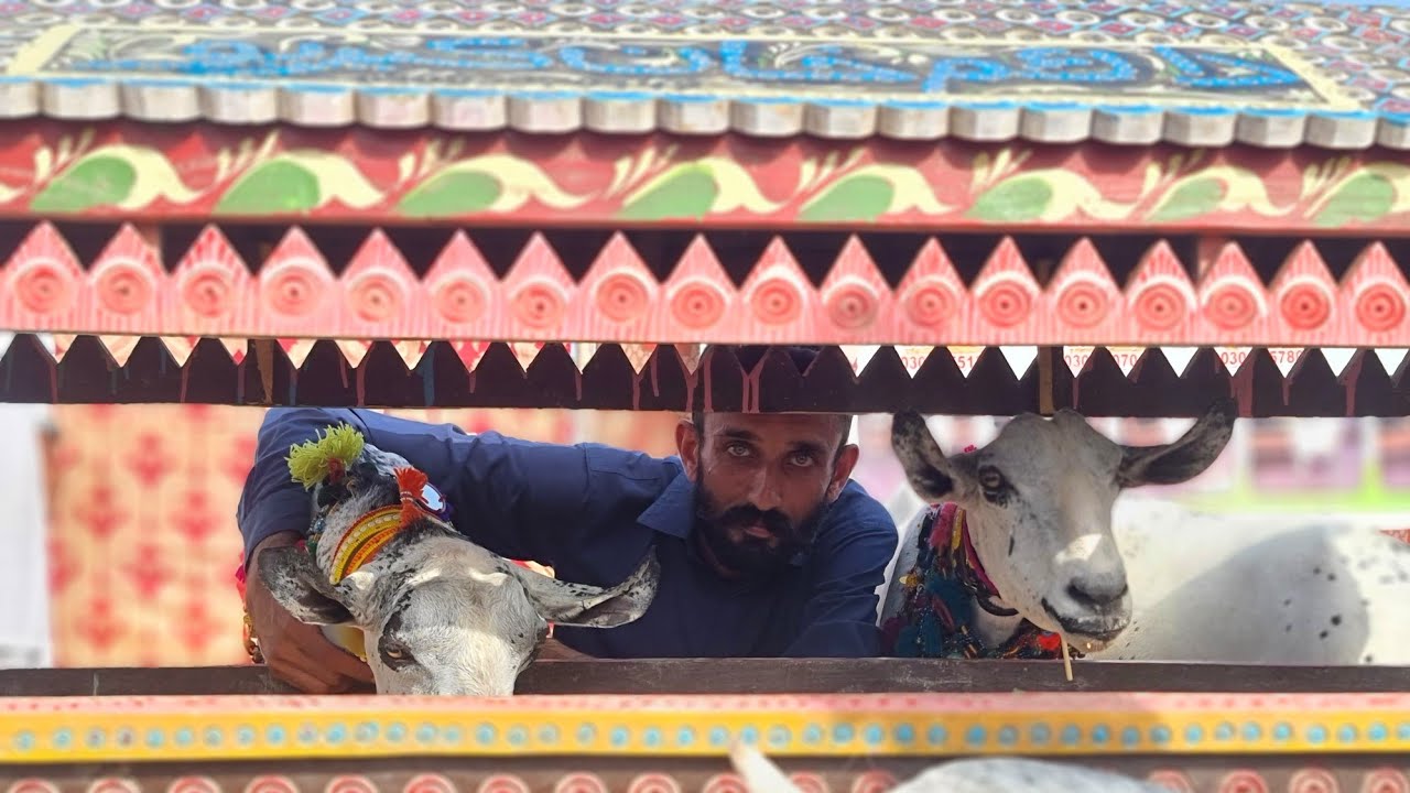 Beautiful Bari Breed of Sindh Documentary - YouTube