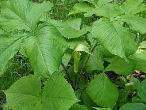 Common Flora of South Fox Island - YouTube