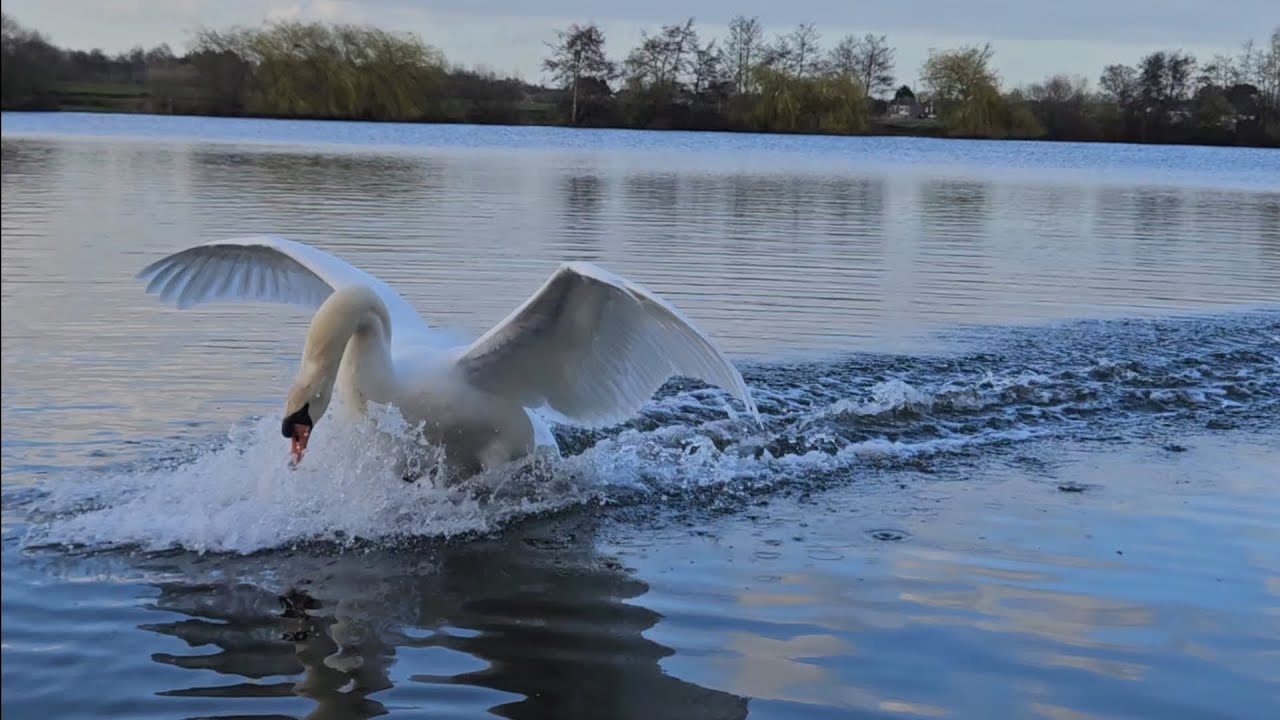 King Swan aggressively flies over to Queen Swan and the 1 juvenile to ...