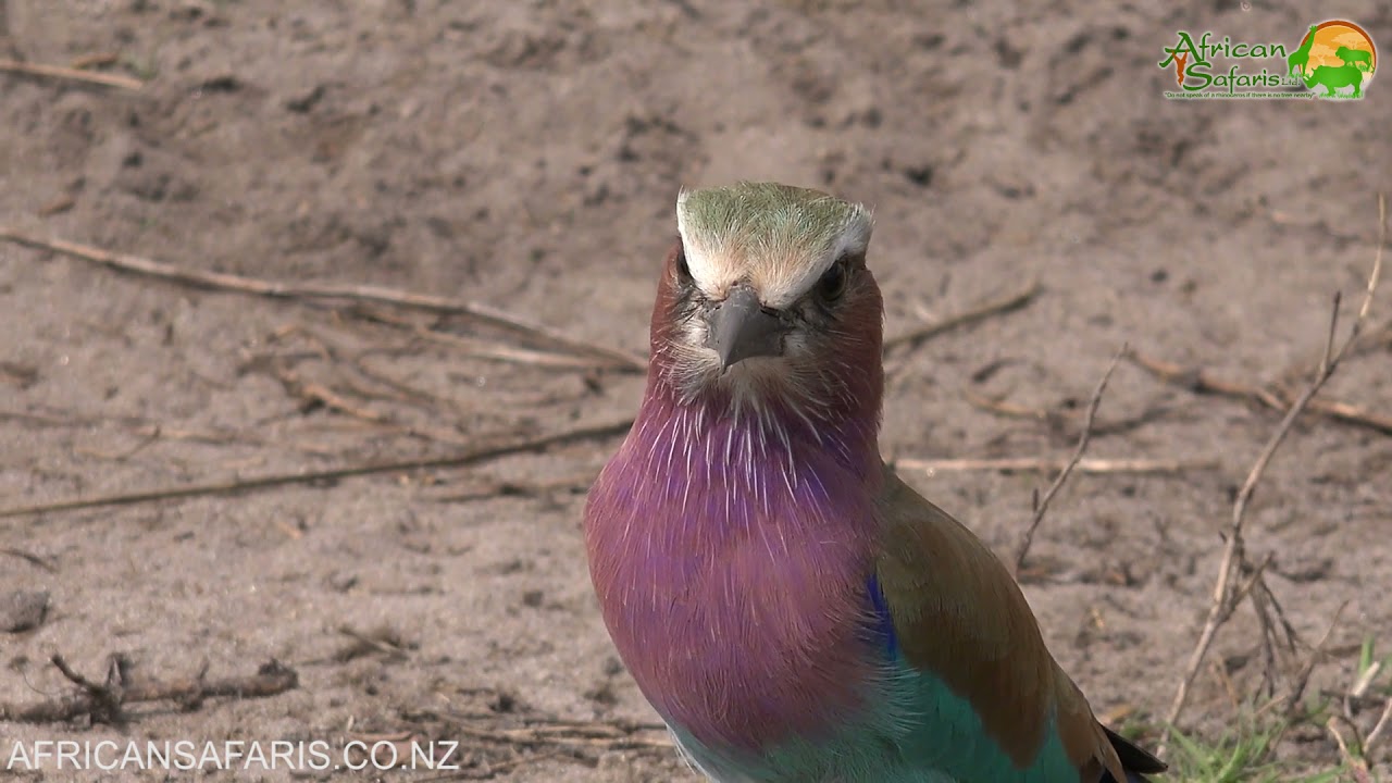 Lilac-breasted Roller -Africa's most beautiful multi-coloured bird ...
