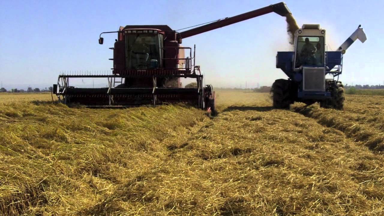 Sacramento Valley Rice Harvest back on - YouTube