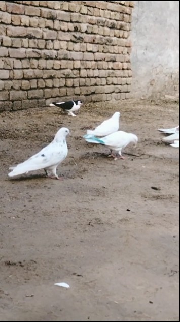 kabutar,kabutar bole gutar gu,kabutar song,kabutar status,kabutar ...