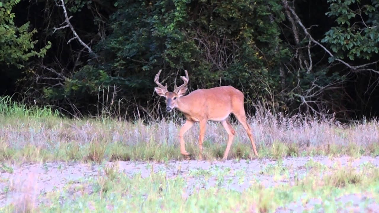 July 31, 2015 Whitetail buck drinking the Mississippi River - YouTube