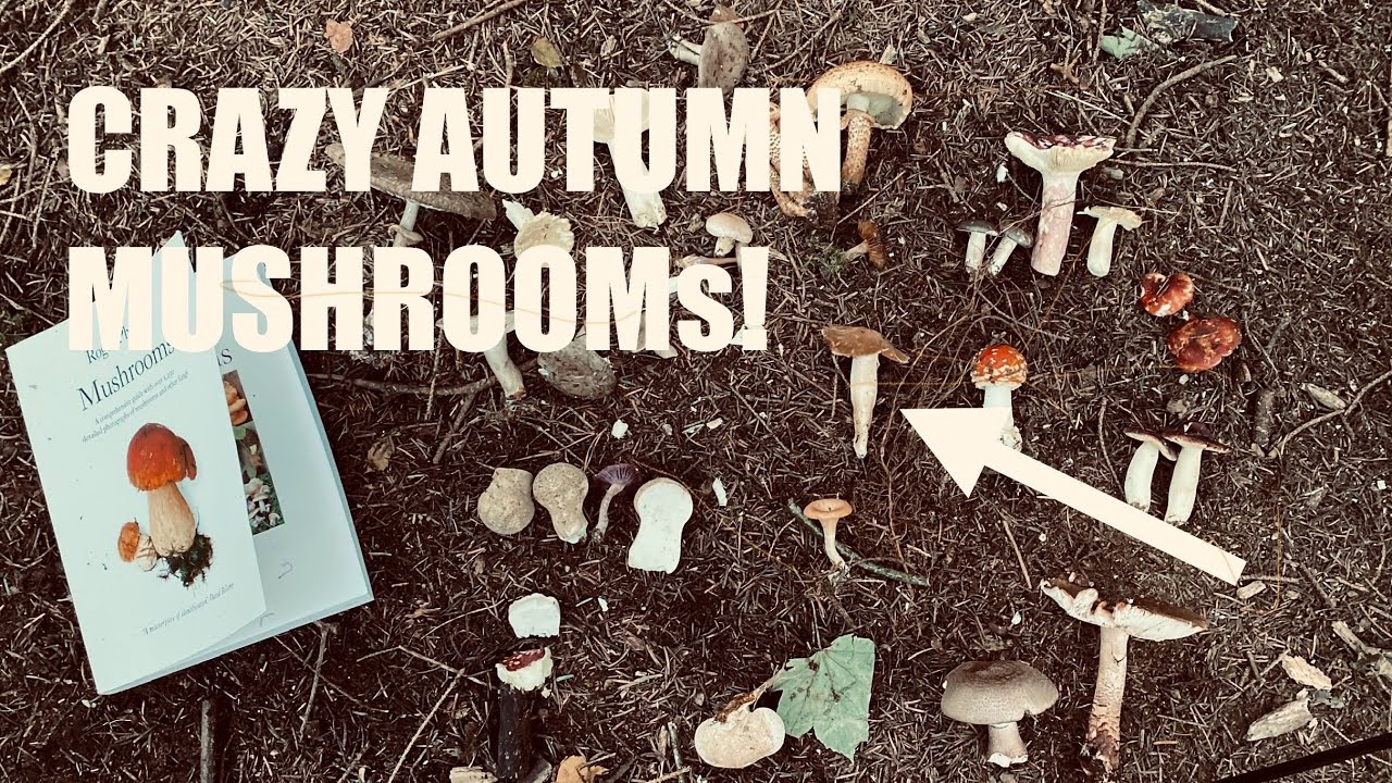 Crazy Autumn HAUL! Scotland, UK - YouTube