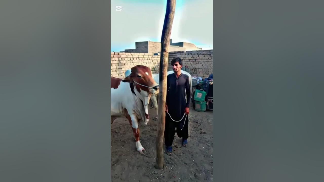 bakra eid,bakra eid song,bakra eid vlogs,cow,bakra eid special,cow mandi,bakra mandi,cow video ...