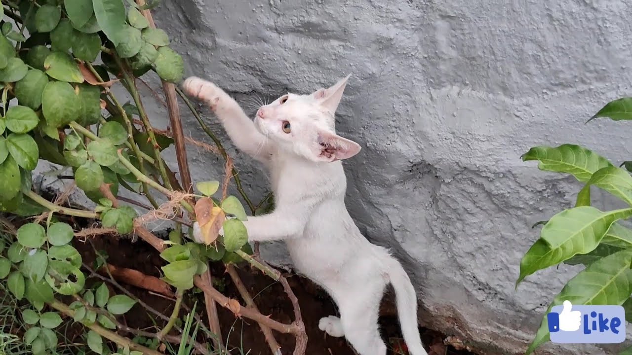 Meow garden explore kar rahi hai🤪😺 | new cat video #cat #cutecat # ...
