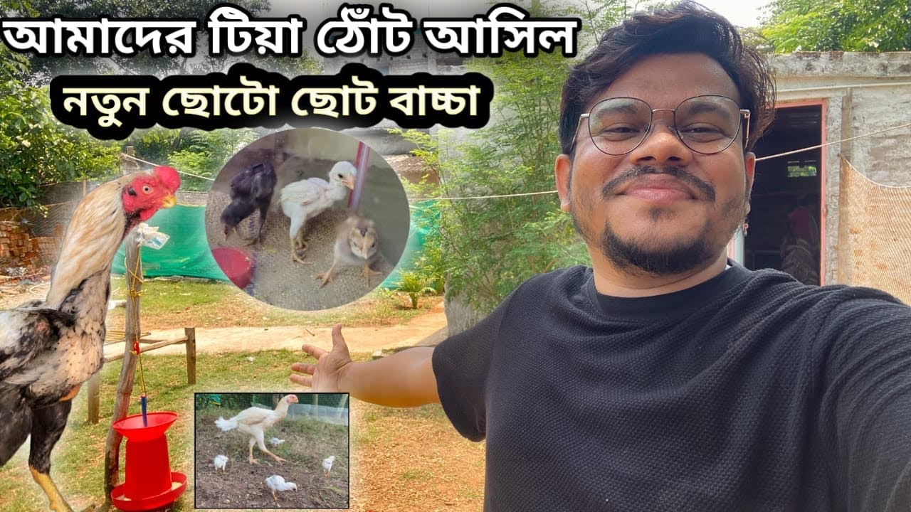 Parrot Beak Aseel Farm in India - নতুন ছোটো ছোটো বাচ্চা পেয়েছি 🐣🤩🤩 ...