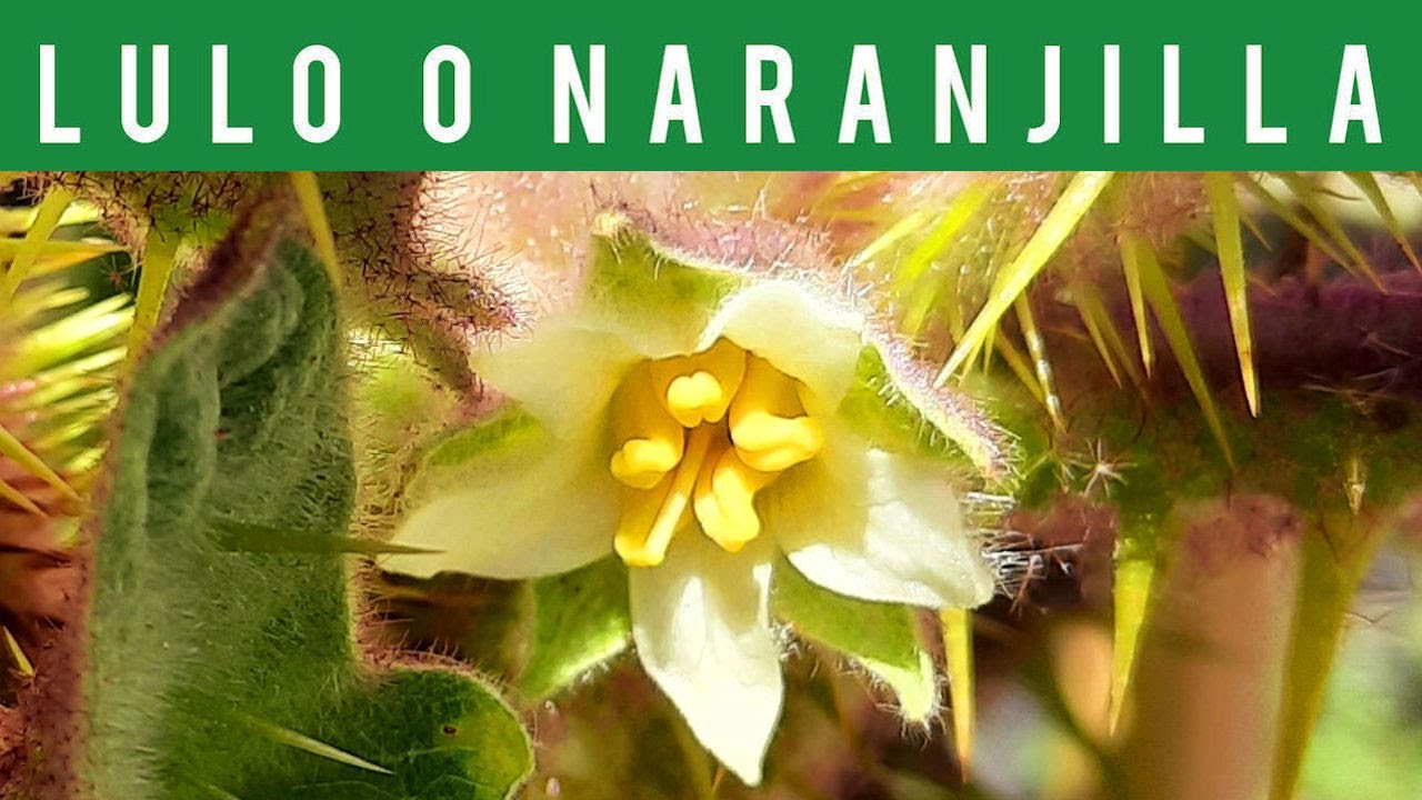 ⚪LULO de PERRO empezando a FLORECER🍎🌼 (2021) - YouTube