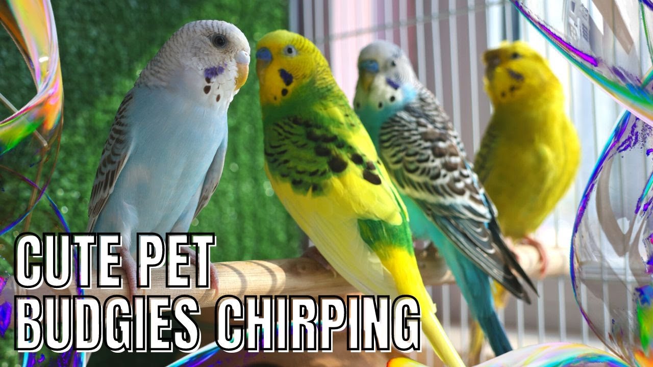 CUTE PET BUDGIES CHIRPING #birdsounds #budgies #parakeet #cute #pets # ...